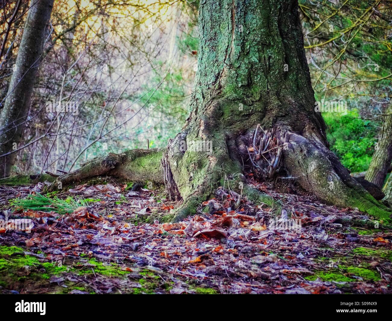 Boods hi-res stock photography and images - Alamy