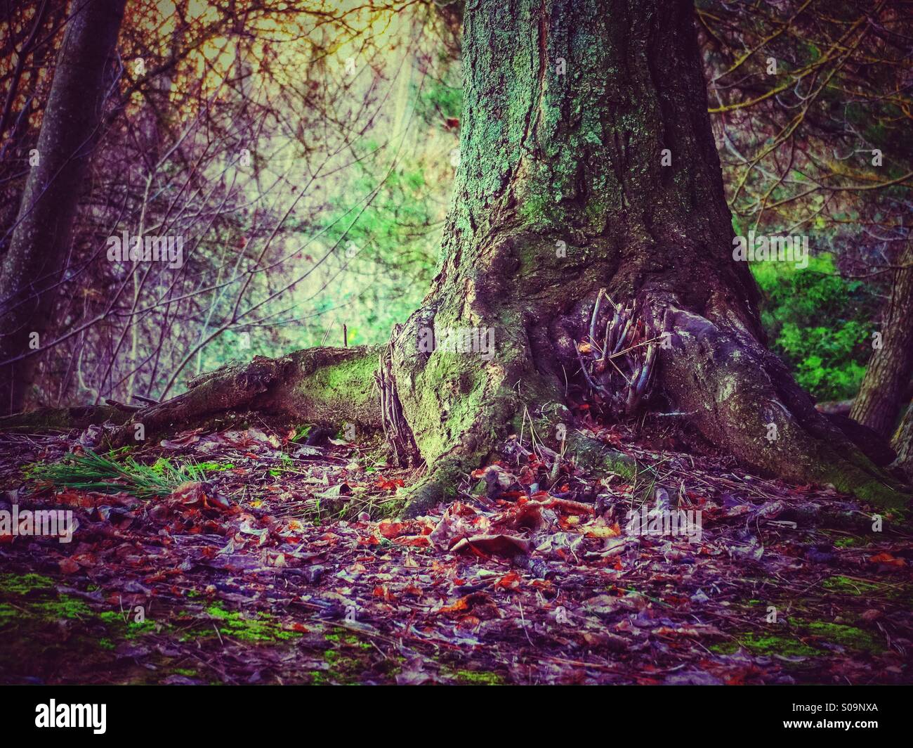 The Tree, the forest Stock Photo - Alamy