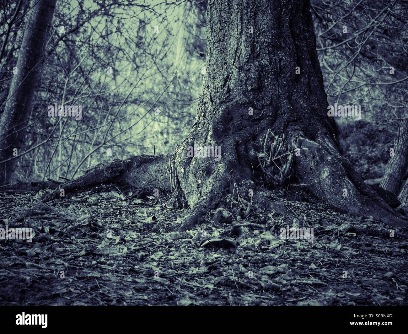 Boods High Resolution Stock Photography and Images - Alamy