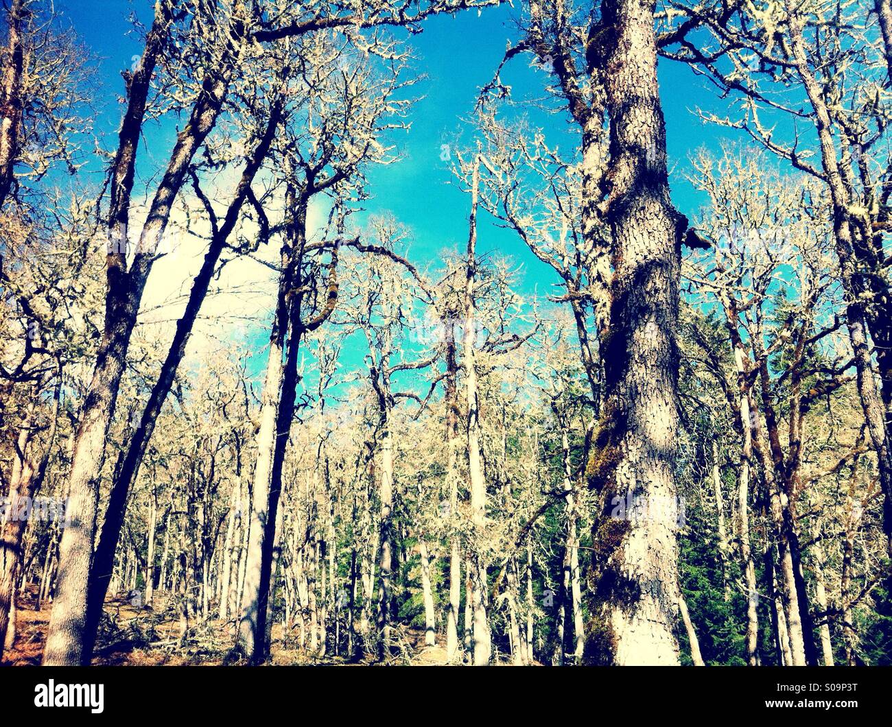 Woods in spring time Stock Photo - Alamy