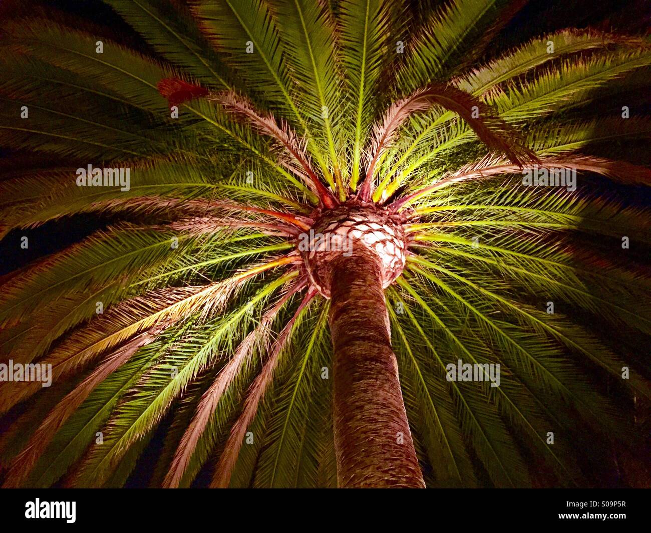 Canary island date palm tree lit from underneath. (Phoenix canariensis ...