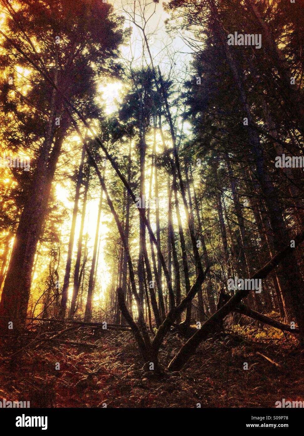 Towering forest scene hi-res stock photography and images - Alamy