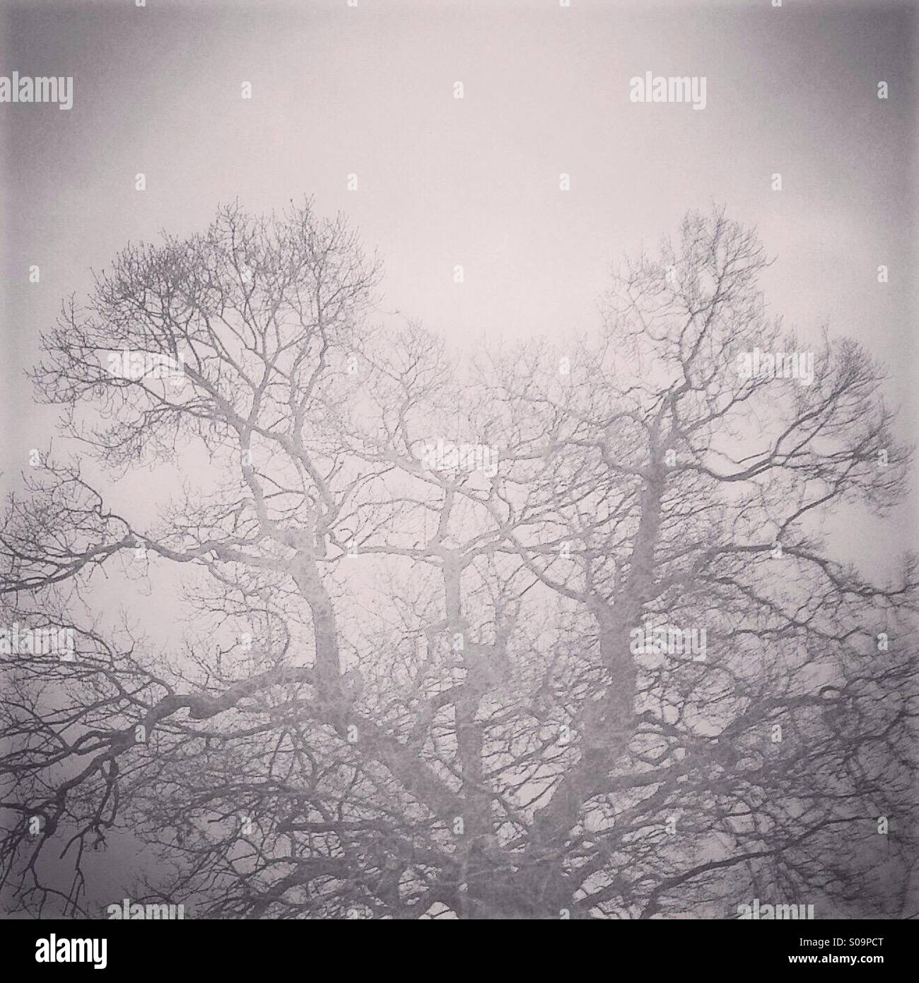 Faded tree hi-res stock photography and images - Alamy