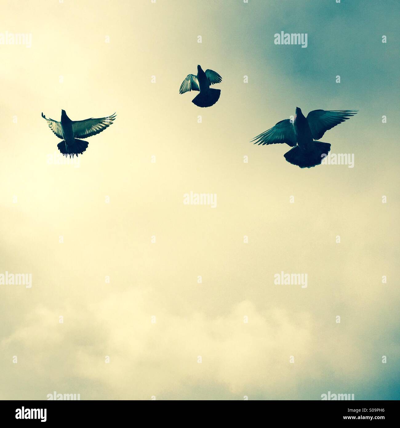Three pigeons flying Stock Photo - Alamy