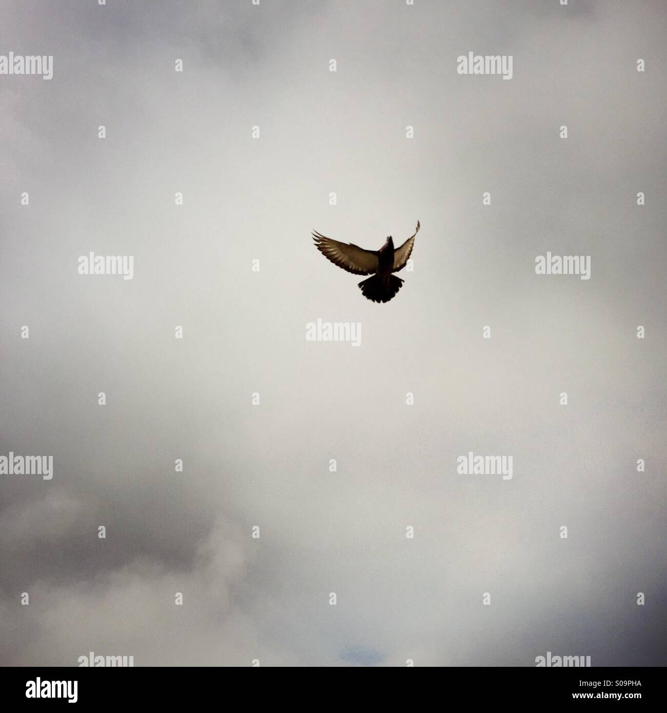 A pigeon flying Stock Photo - Alamy