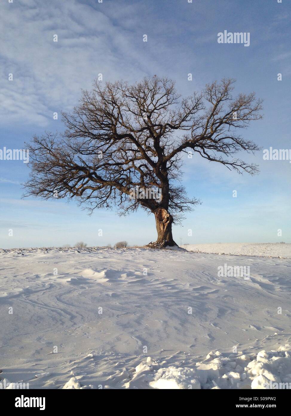 Snowy lone tree on a crisp day in southern Minnesota Stock Photo - Alamy