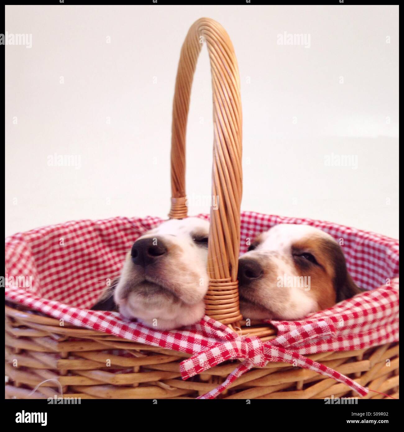 Basset hound puppies in a picnic basket Stock Photo - Alamy
