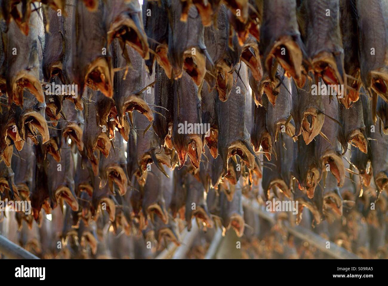 Hanging dried fish Stock Photo - Alamy