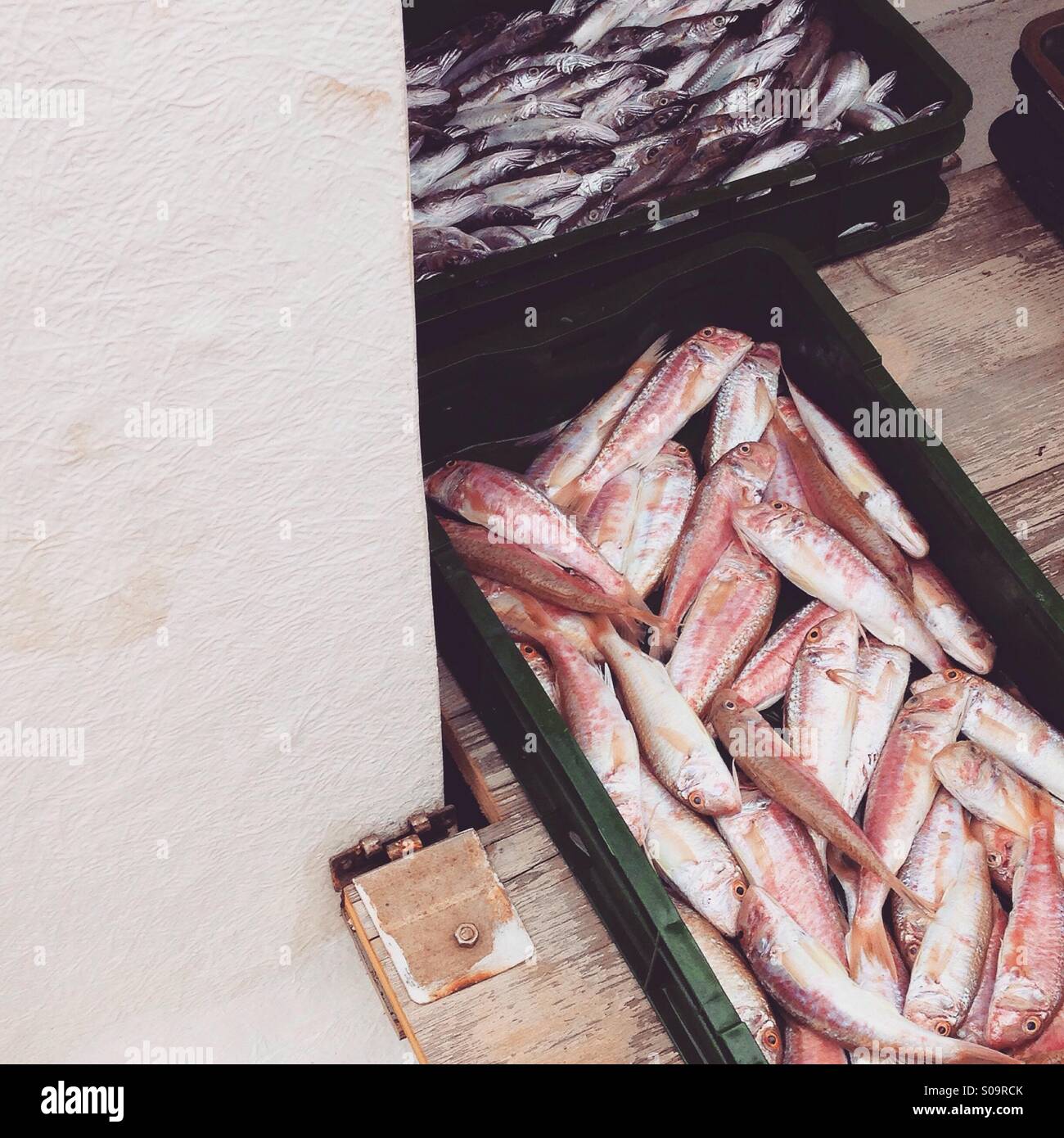 Striped red mullets and hake fish on boat Stock Photo - Alamy