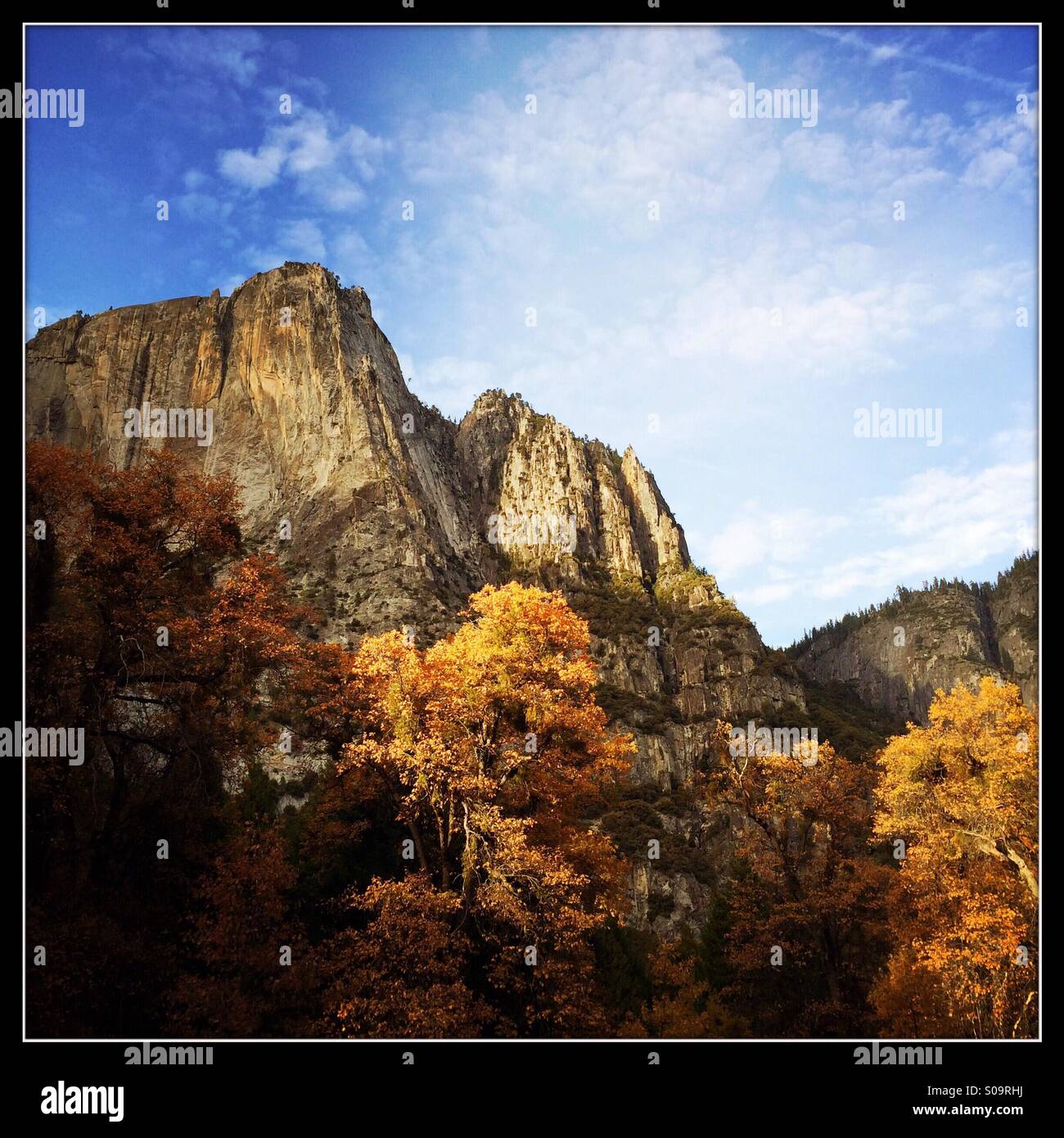 Yosemite Point and Black Oak trees in fall. Yosemite Valley, Yosemite ...