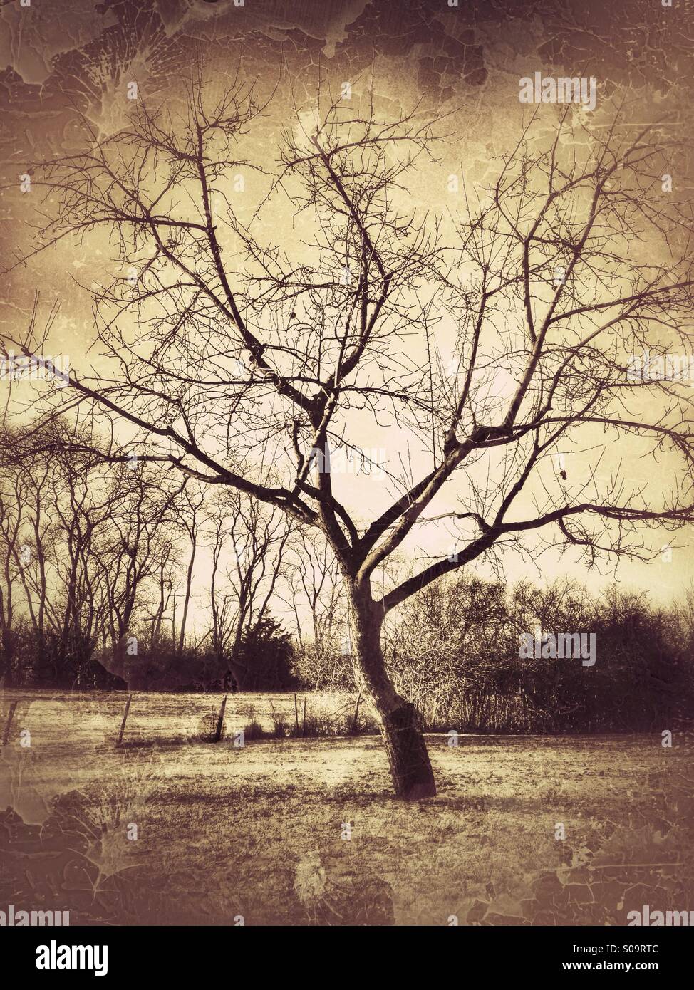 An apple tree in winter Stock Photo - Alamy