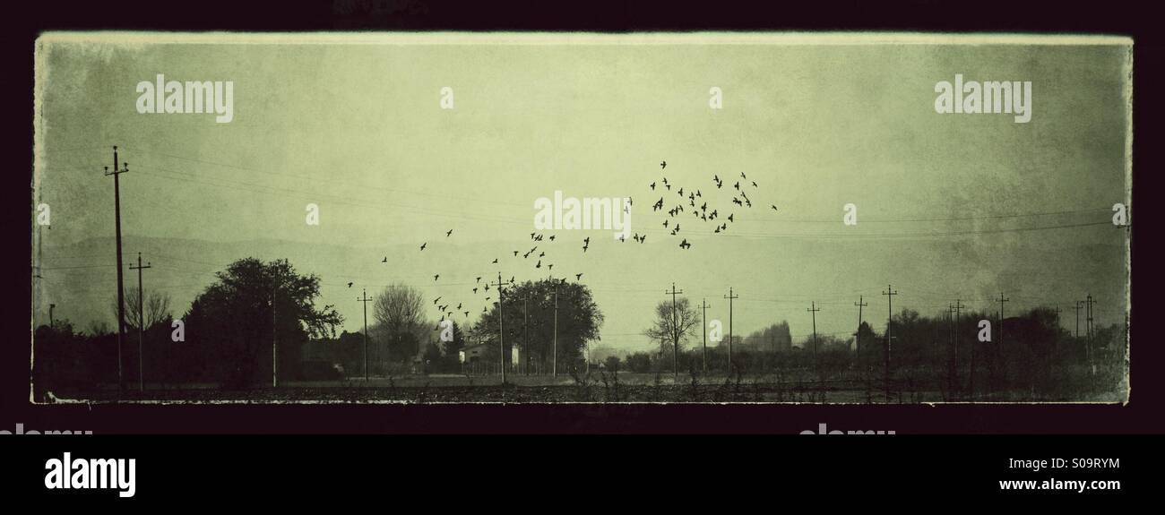 Flying birds in fall Stock Photo - Alamy