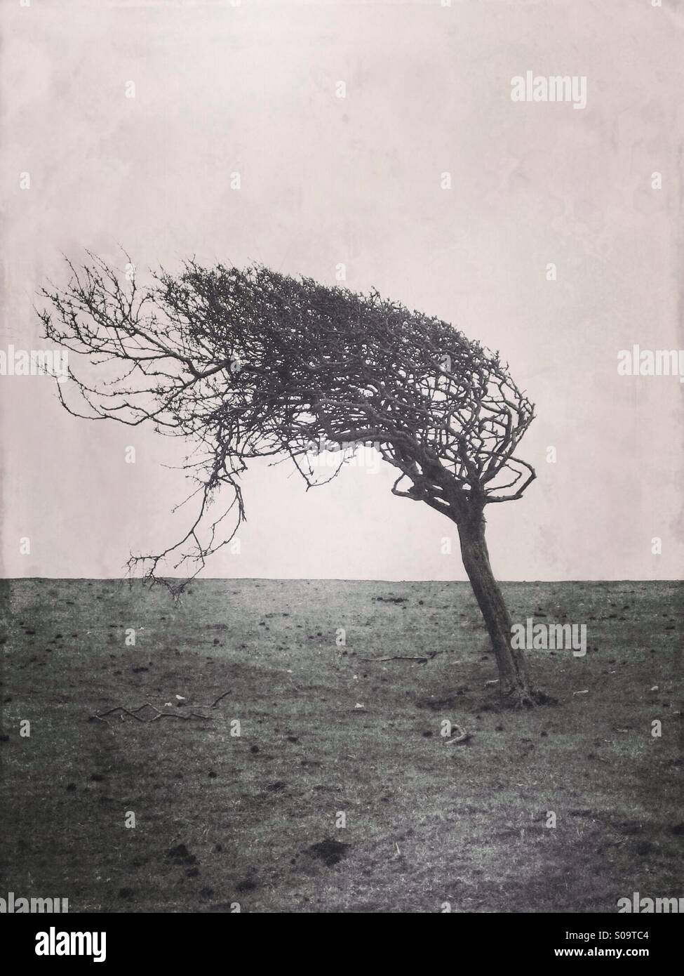 Tree wind england hi-res stock photography and images - Alamy