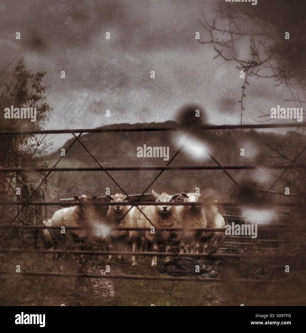 Sheep at gate hi-res stock photography and images - Alamy