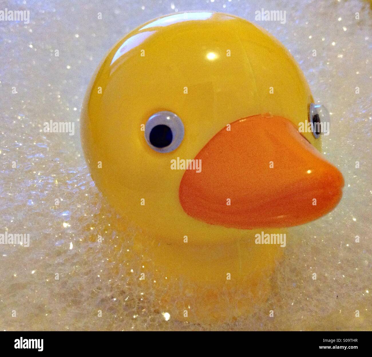 Duck in bath Stock Photo - Alamy