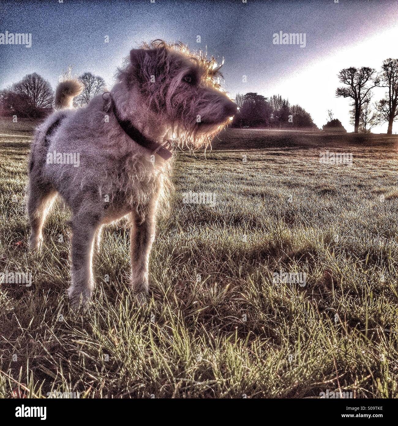 Dog standing in a tree lined field Stock Photo - Alamy