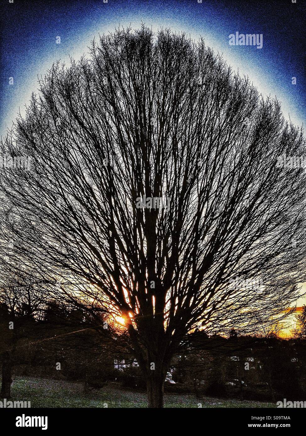 Suburban tree at sunrise Stock Photo - Alamy