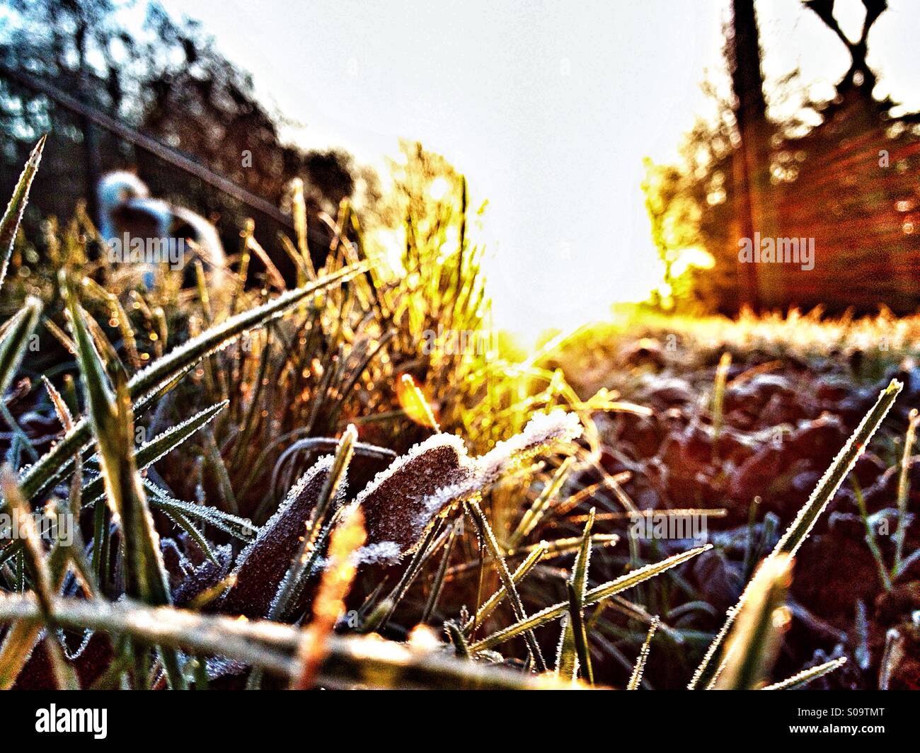 Low level shot of frosty grass with dog and bushes Stock Photo - Alamy