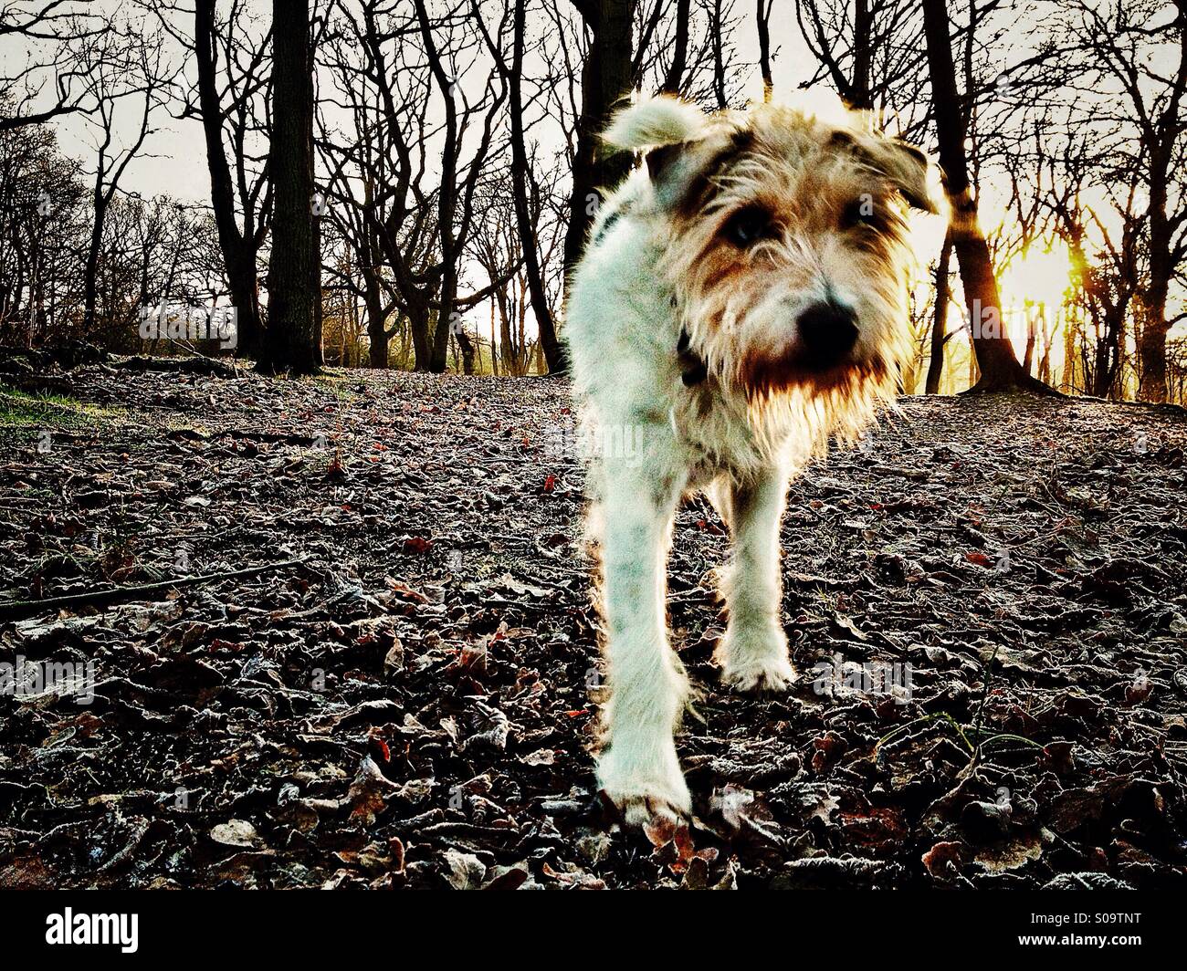 Dog sunrise hi-res stock photography and images - Alamy
