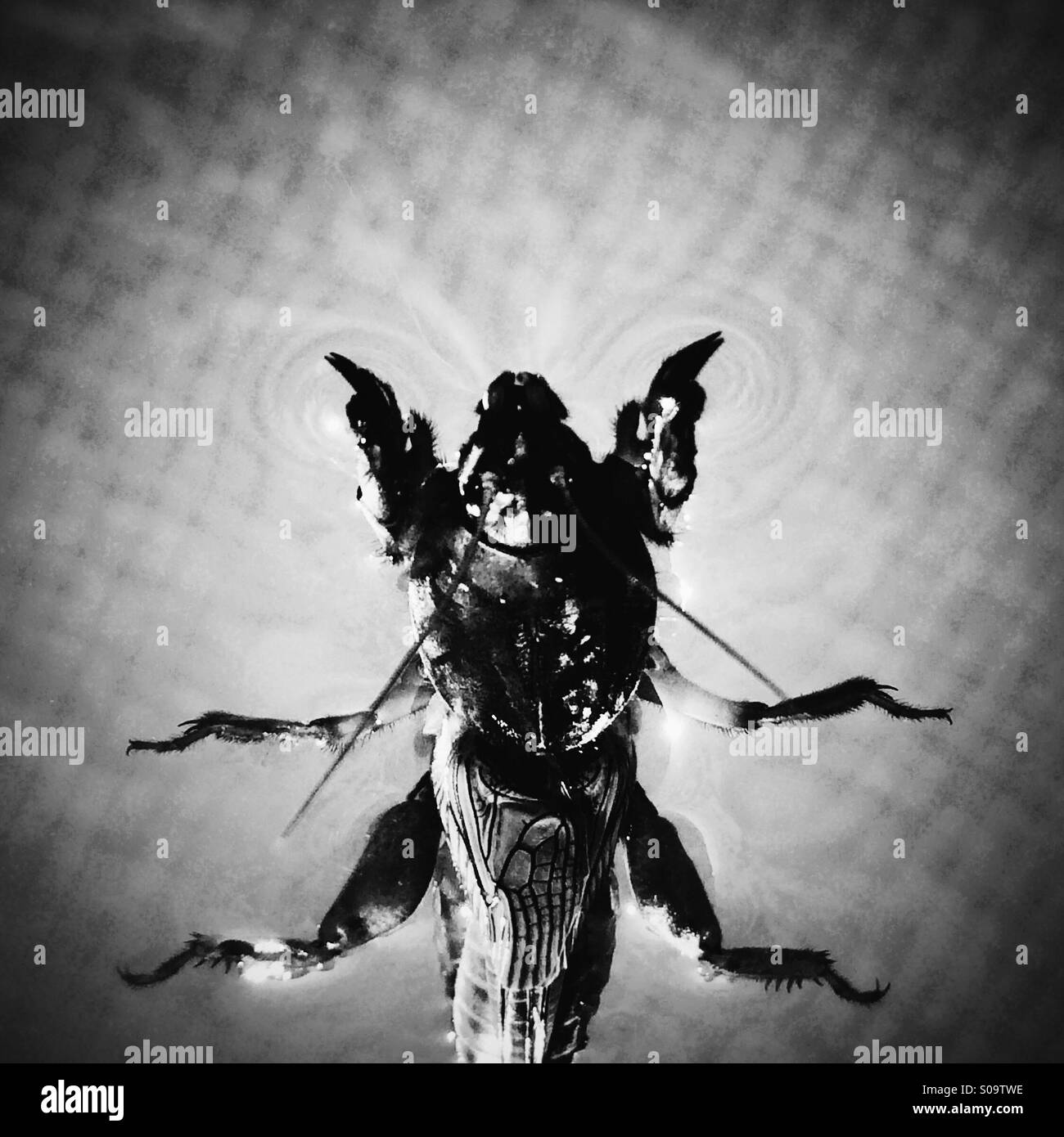 Dead bug floating in pool Stock Photo - Alamy