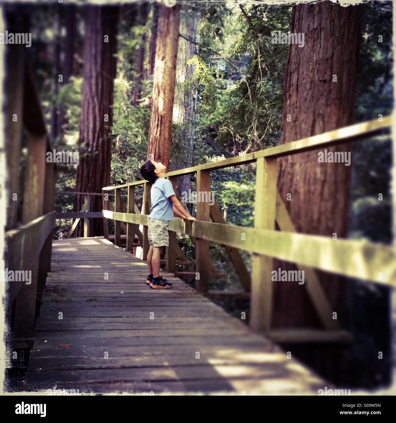 A six year old boy on a wooden bridge in a California Redwood forest ...