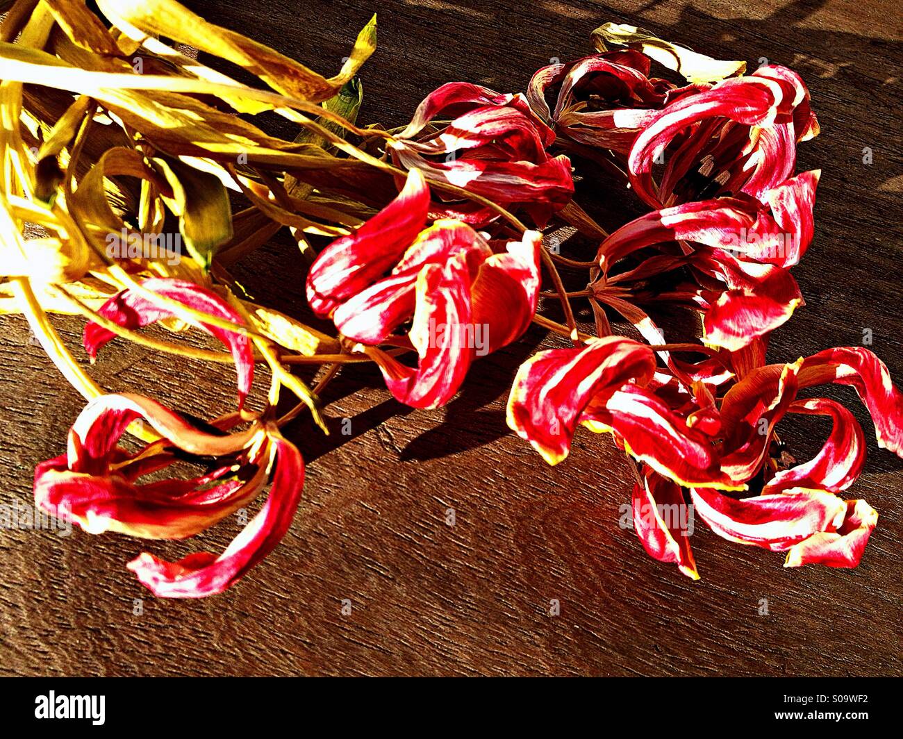 Dead tulips on a table in the sunshine Stock Photo - Alamy