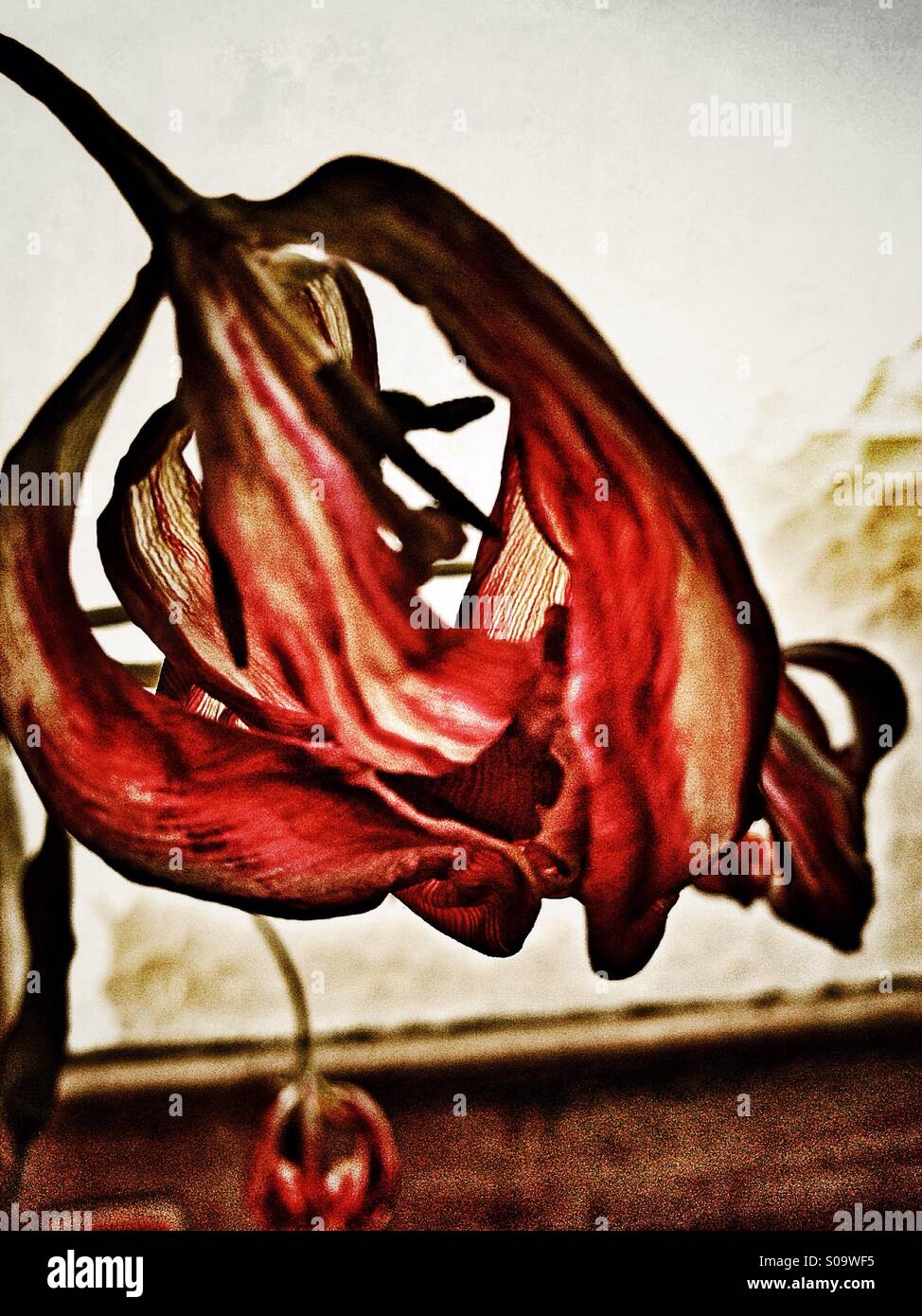 Tulip dead flower hi-res stock photography and images - Alamy