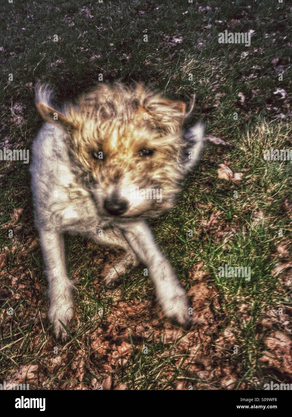 Dog in grass stockimo hi-res stock photography and images - Alamy