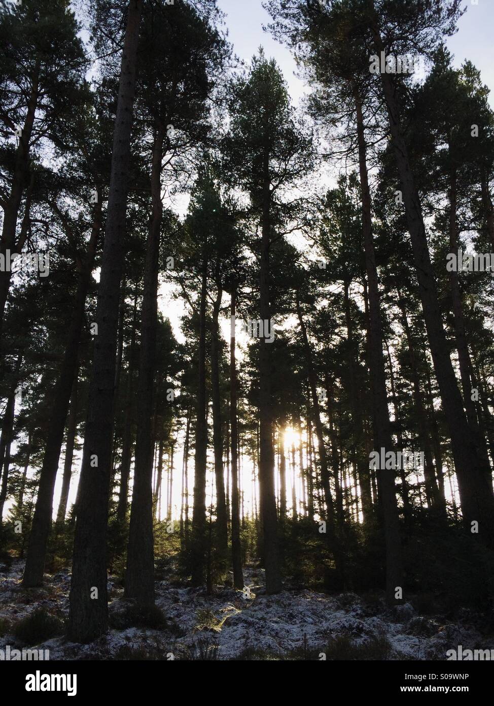 A pine tree forest in Northumberland, England in winter Stock Photo - Alamy