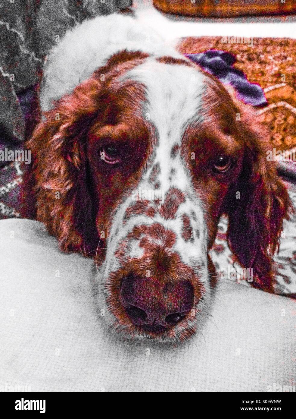 Are Welsh Springer Spaniels Attractive