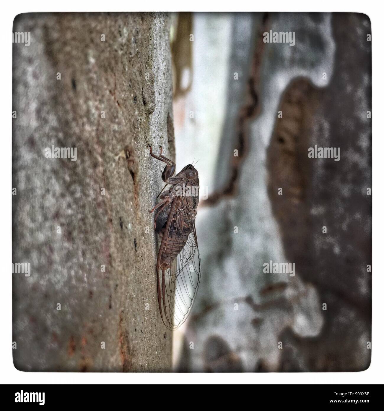 Cicada insects hi-res stock photography and images - Alamy