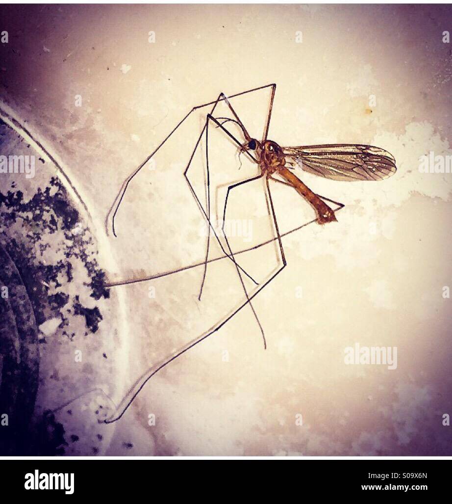 Circling the drain Stock Photo - Alamy