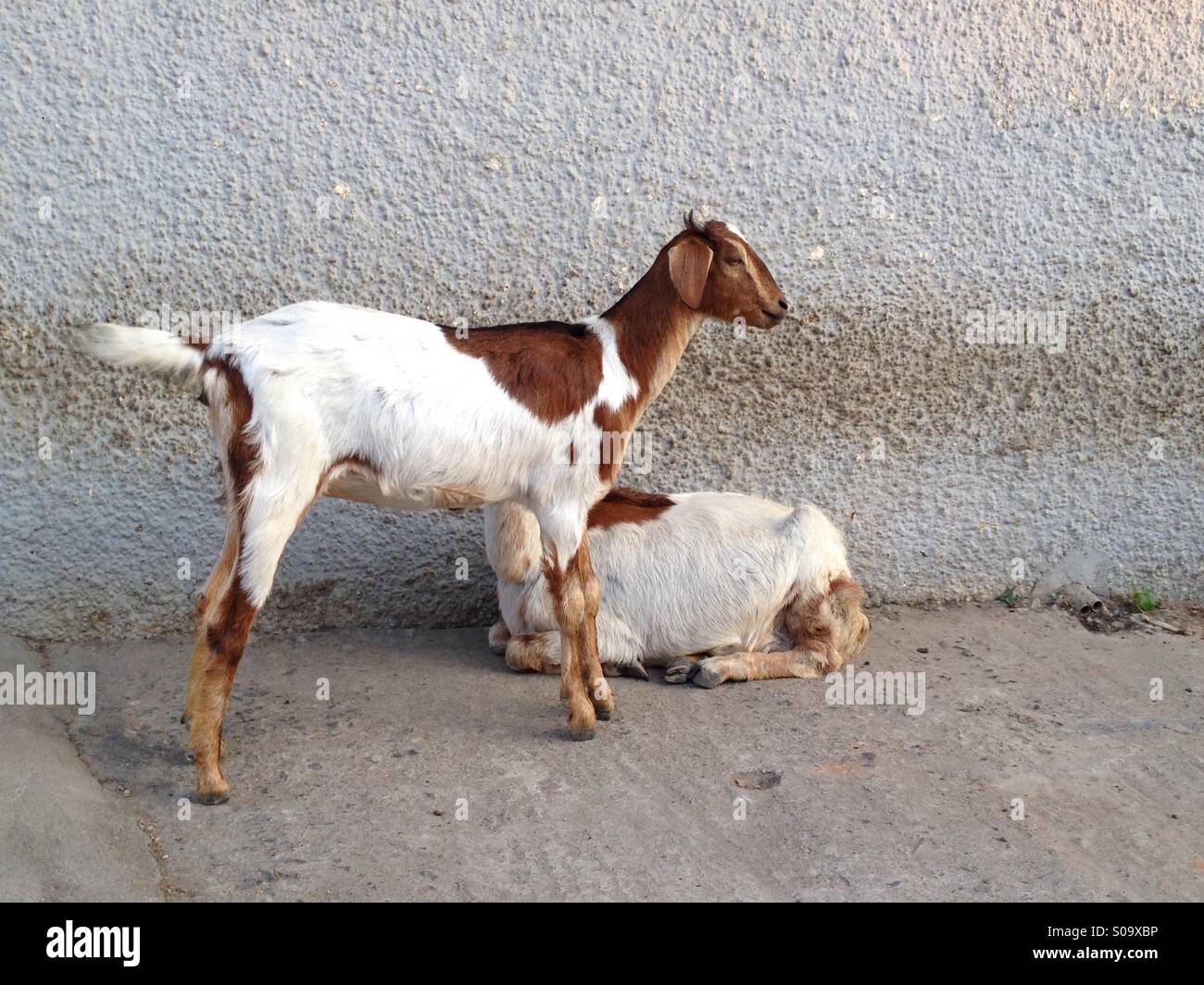 Goats in single position Stock Photo - Alamy
