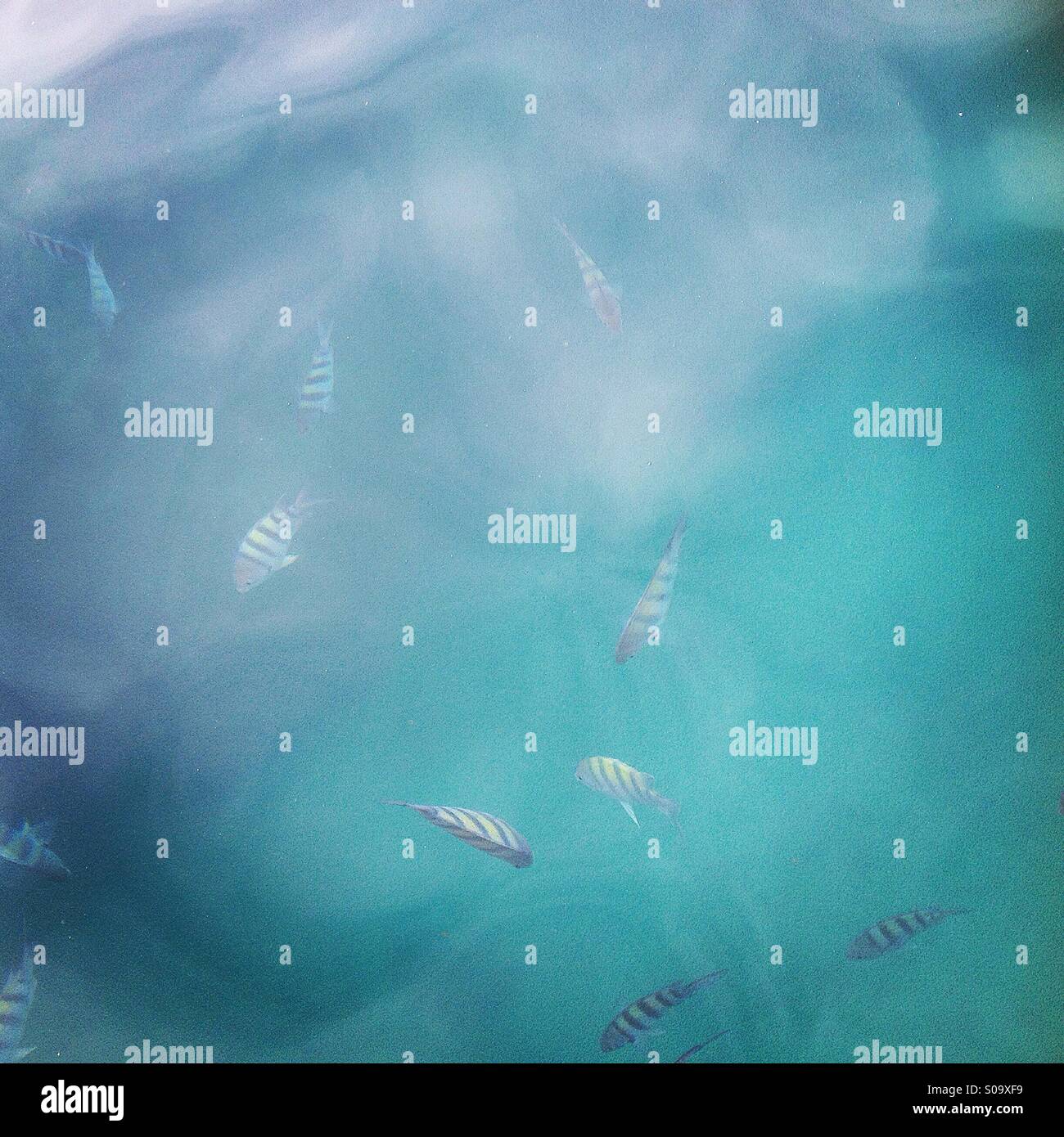 Hopping fish hi-res stock photography and images - Alamy