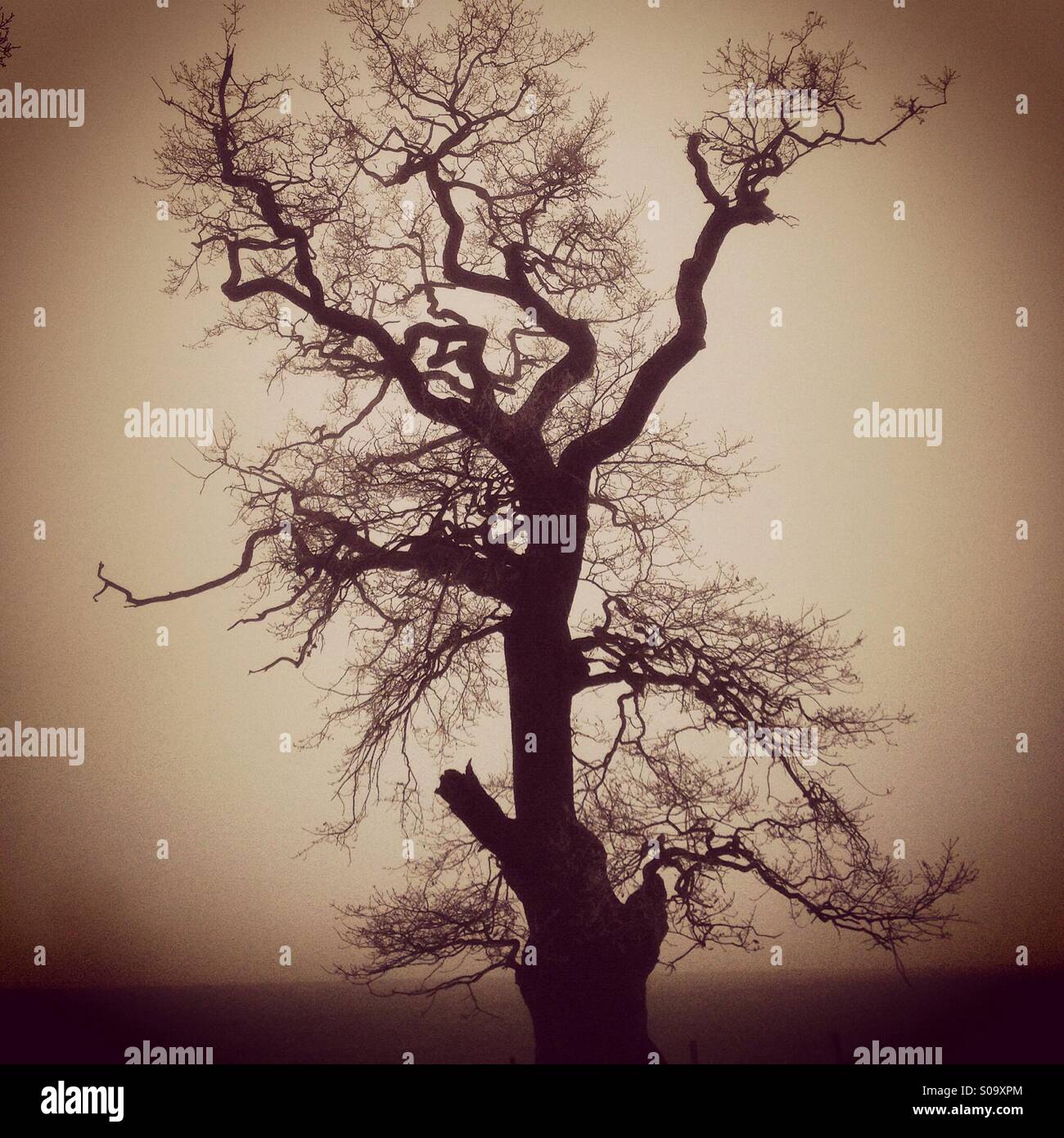 Old Oak tree, England, UK Stock Photo - Alamy