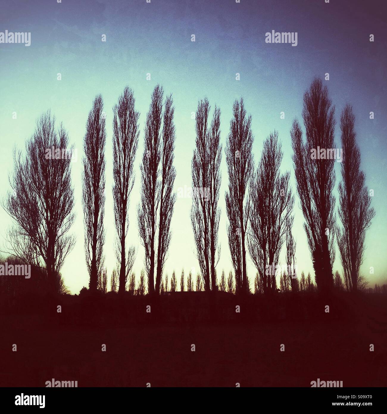 Eerie Tree High Resolution Stock Photography and Images - Alamy