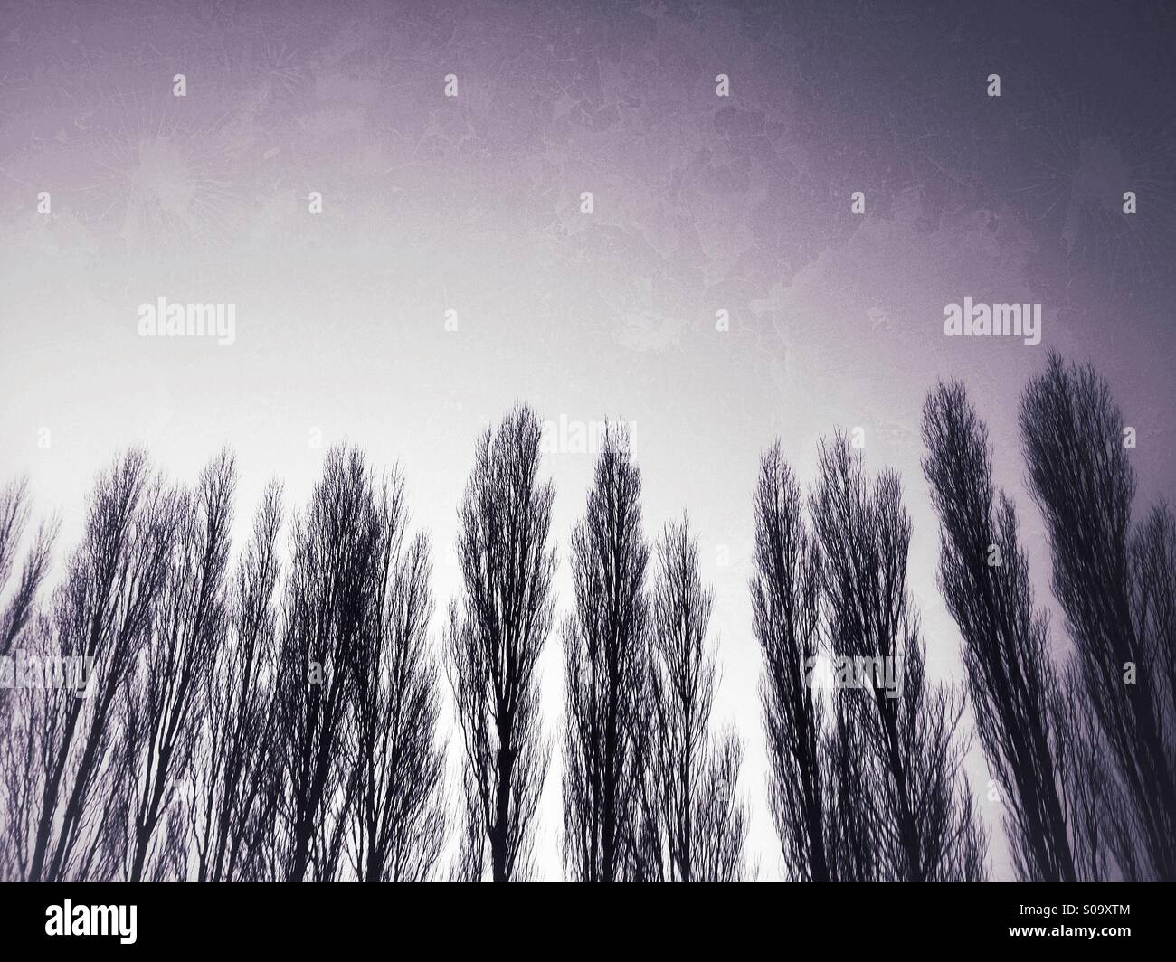 Eerie Tree High Resolution Stock Photography and Images - Alamy