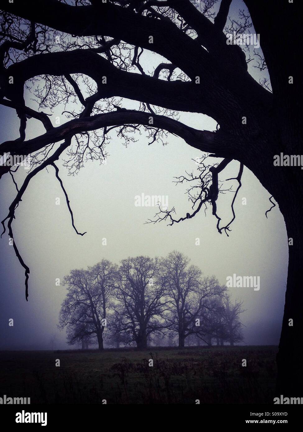 Oak tree and copse, England, UK Stock Photo - Alamy