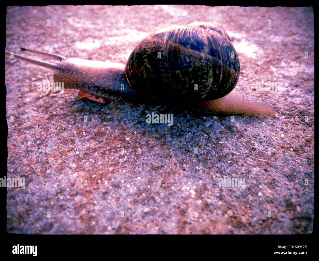 Snail in moonlight - midnight escape Stock Photo - Alamy