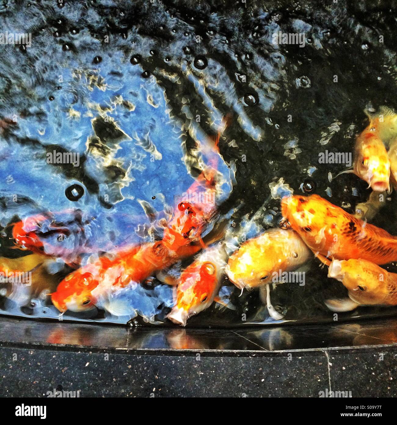 School of koi fish hi-res stock photography and images - Alamy