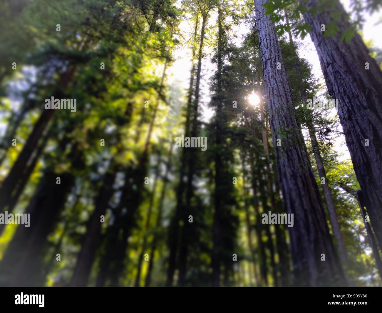 California Redwood tree forest. Santa Cruz County, California, USA ...