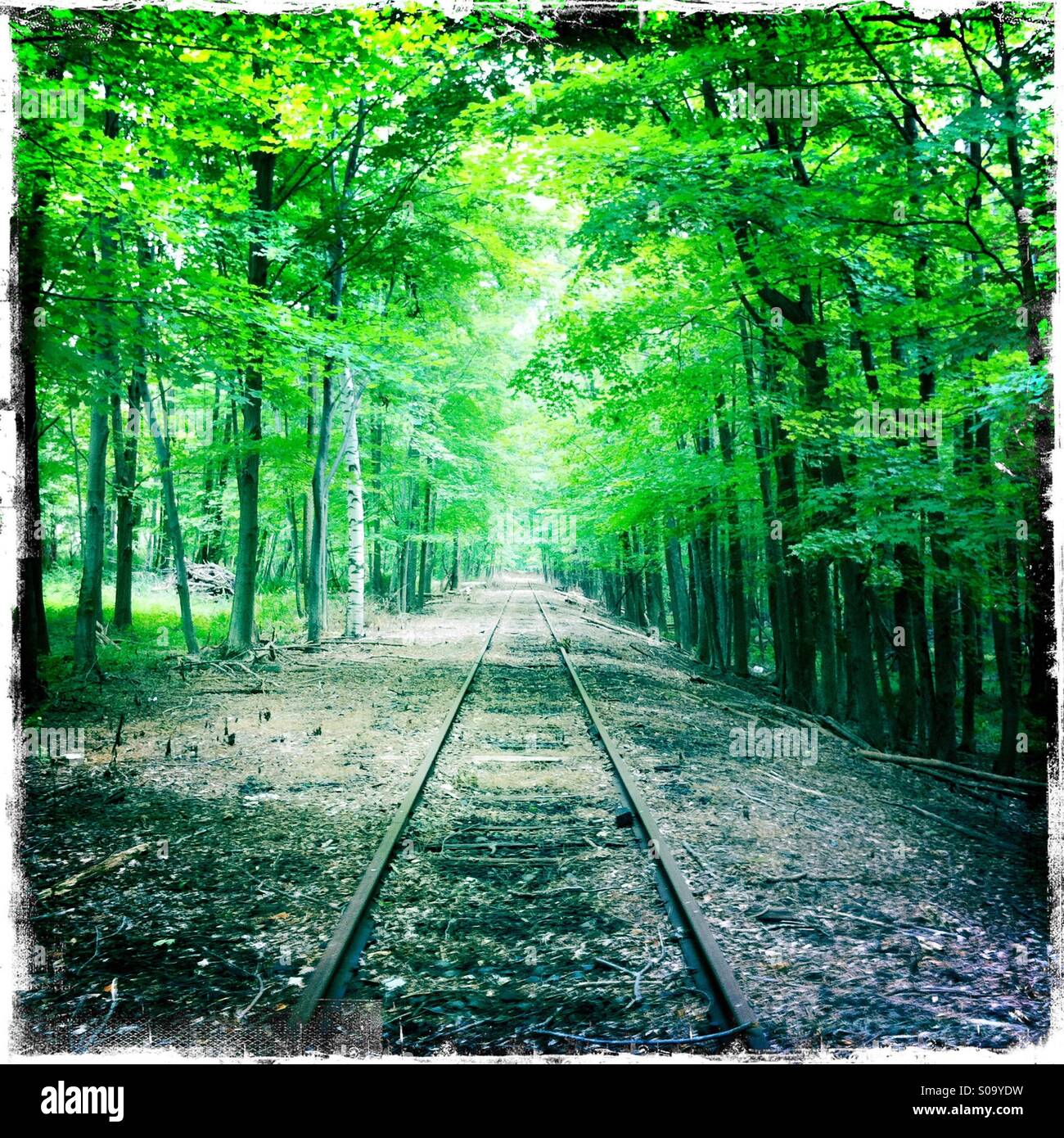 Train tracks woods hi-res stock photography and images - Alamy