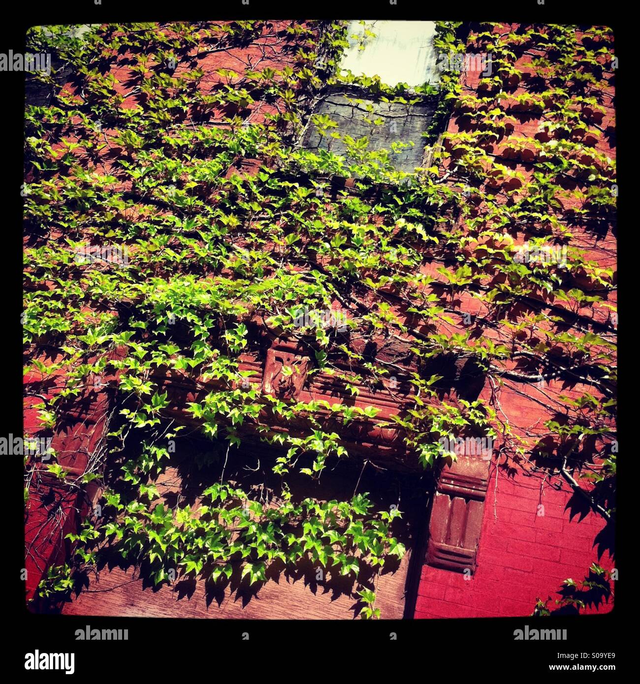 Green vines on building Stock Photo - Alamy