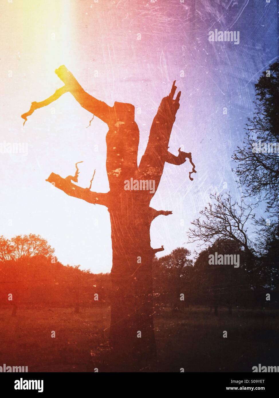 Chopped tree branches Stock Photo - Alamy