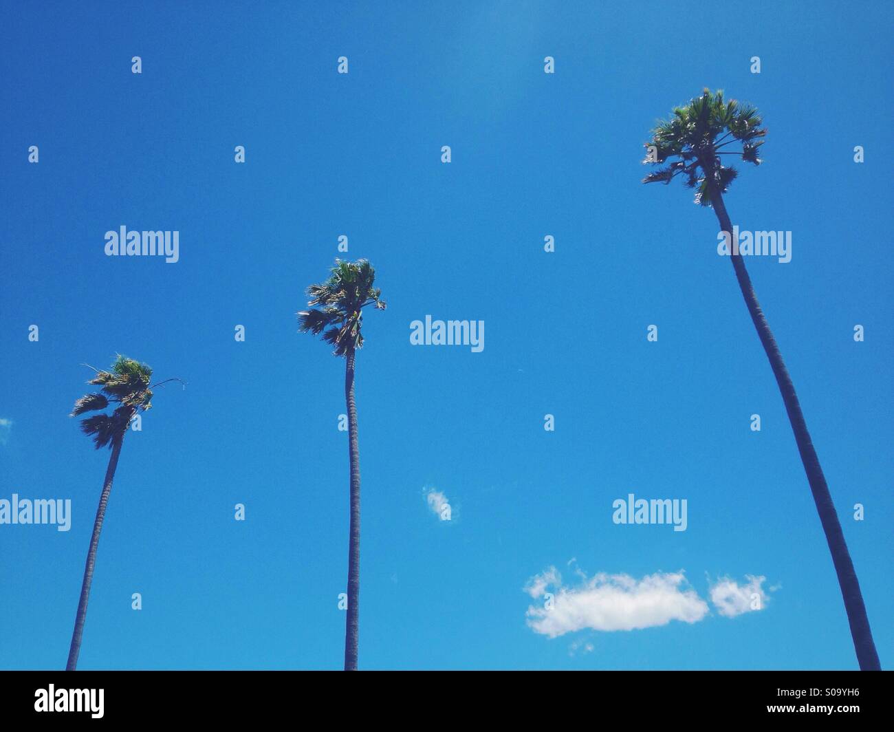 Three palm trees hi-res stock photography and images - Alamy