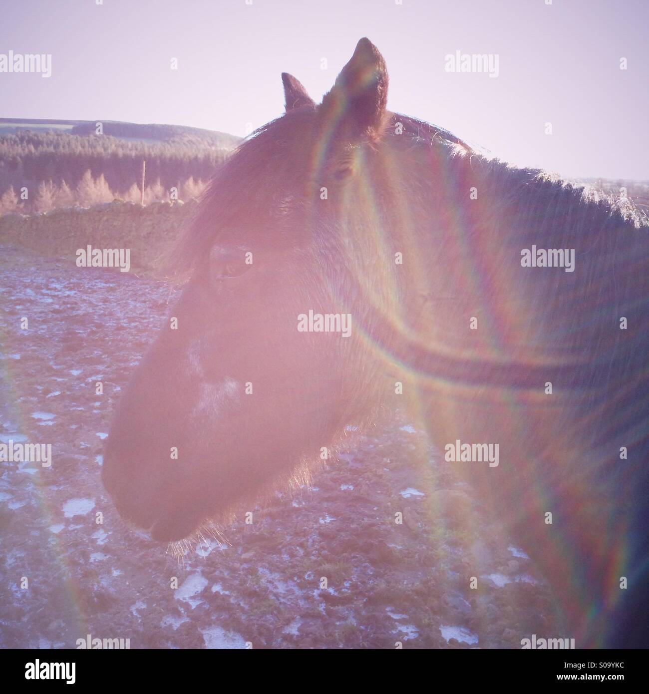 Profile of a horse hi-res stock photography and images - Alamy