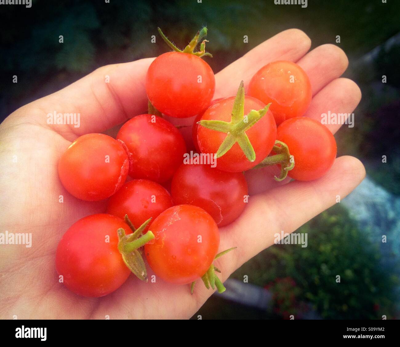 A handful of cherry tomatoes picked from the garden Stock Photo - Alamy