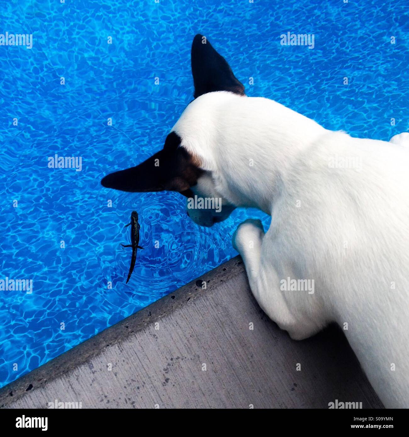 Close crop of dog leaning over swimming pool's edge to observe floating ...