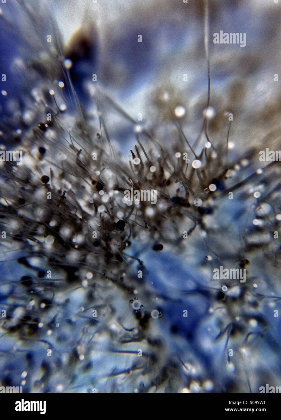 Colour inverted photo of mould growing on a compost heap Stock Photo ...