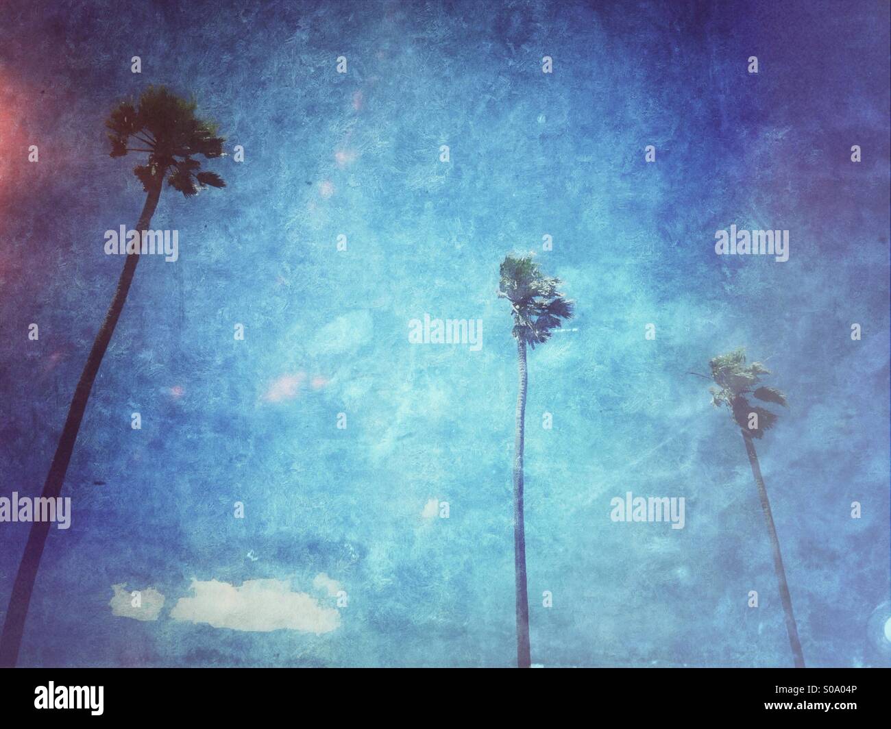 Three Palm trees Stock Photo - Alamy